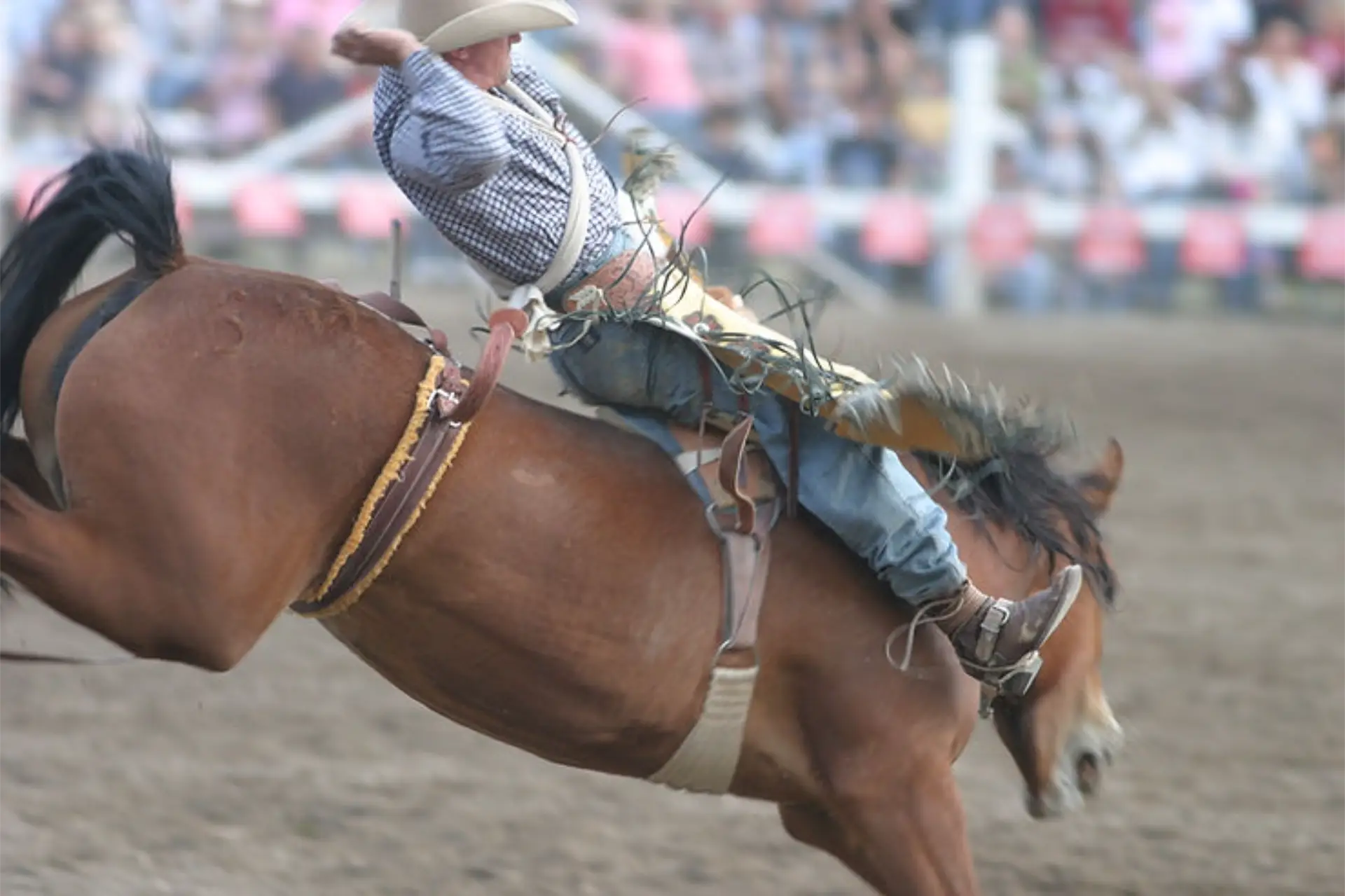 Top 5 Horse Riding Injuries - Physiolistic